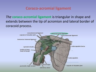 Shoulder joint (Biomechanics, Anatomy, Kinesiology)by Muhammad Arslan ...