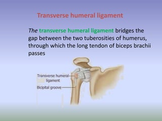 Shoulder joint (Biomechanics, Anatomy, Kinesiology)by Muhammad Arslan ...