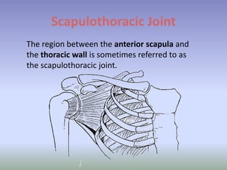 Shoulder joint (Biomechanics, Anatomy, Kinesiology)by Muhammad Arslan ...
