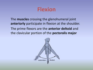 Shoulder joint (Biomechanics, Anatomy, Kinesiology)by Muhammad Arslan ...