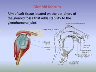 Shoulder joint (Biomechanics, Anatomy, Kinesiology)by Muhammad Arslan ...