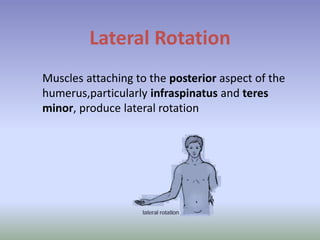 Shoulder joint (Biomechanics, Anatomy, Kinesiology)by Muhammad Arslan ...
