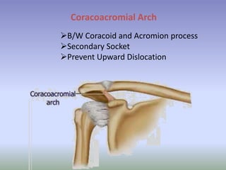 Shoulder joint (Biomechanics, Anatomy, Kinesiology)by Muhammad Arslan ...