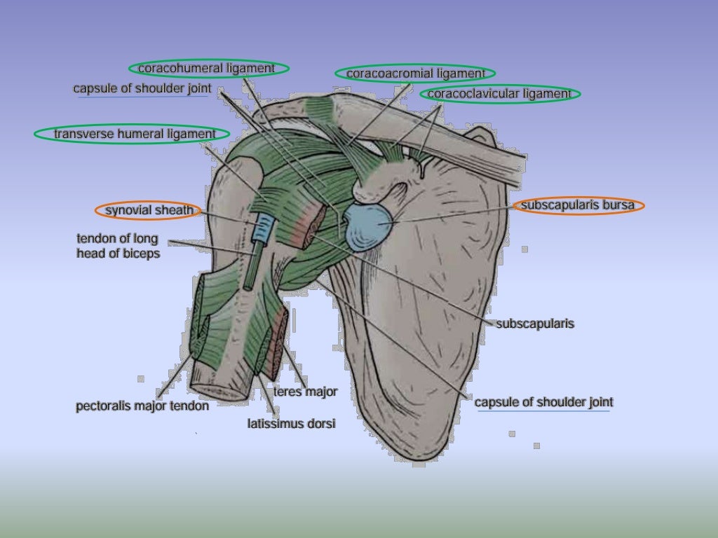 Shoulder joint (Biomechanics, Anatomy, Kinesiology)by Muhammad Arslan…