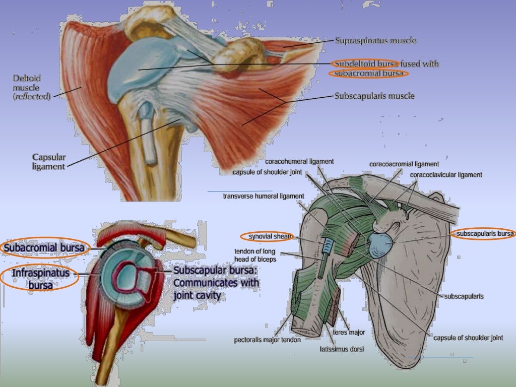 Shoulder joint (Biomechanics, Anatomy, Kinesiology)by Muhammad Arslan…