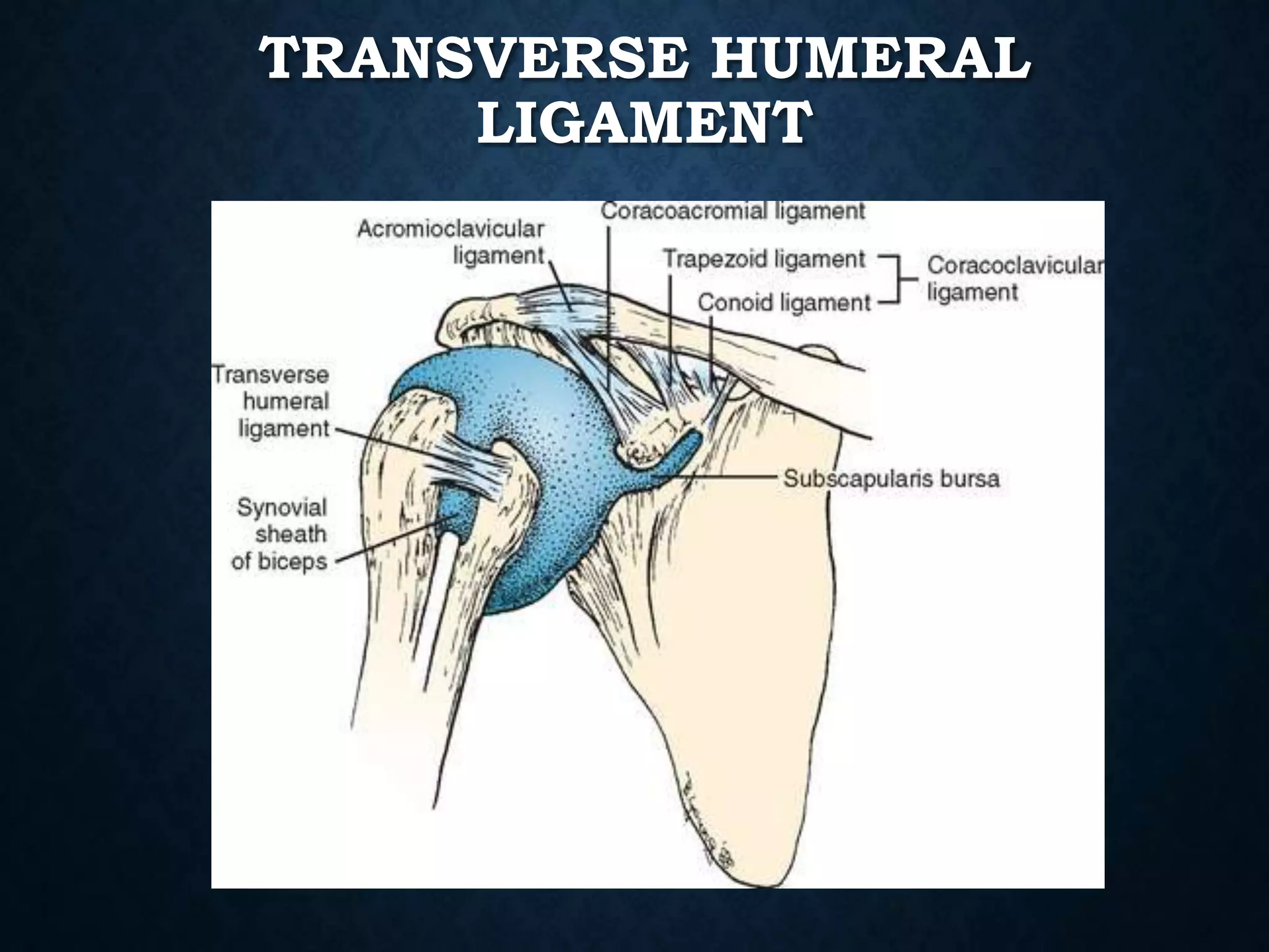 Anatomy of Shoulder joint | PPTX