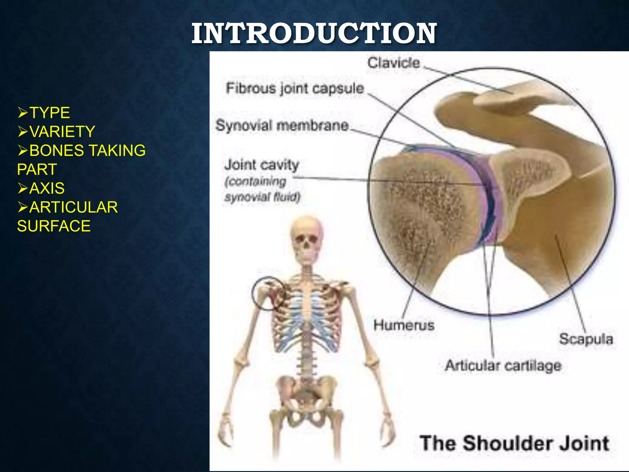 Anatomy of Shoulder joint | PPTX