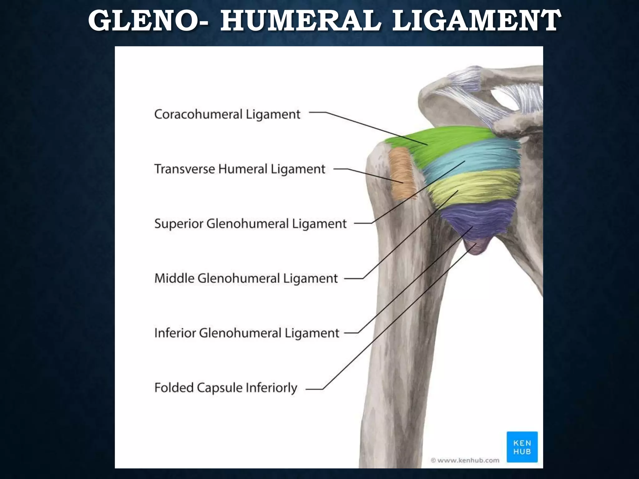 Anatomy of Shoulder joint | PPTX