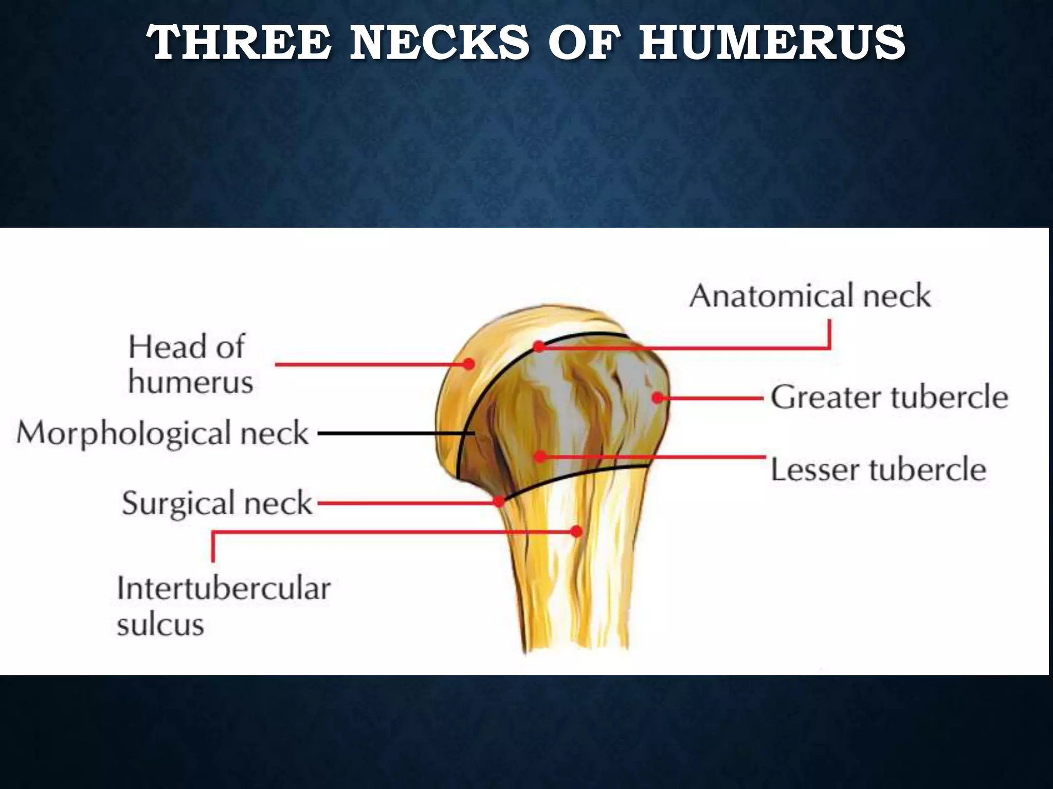 Anatomy of Shoulder joint | PPTX