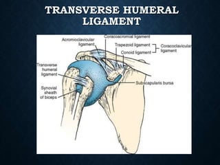 Anatomy of Shoulder joint | PPT