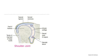 Shoulder joint | PDF