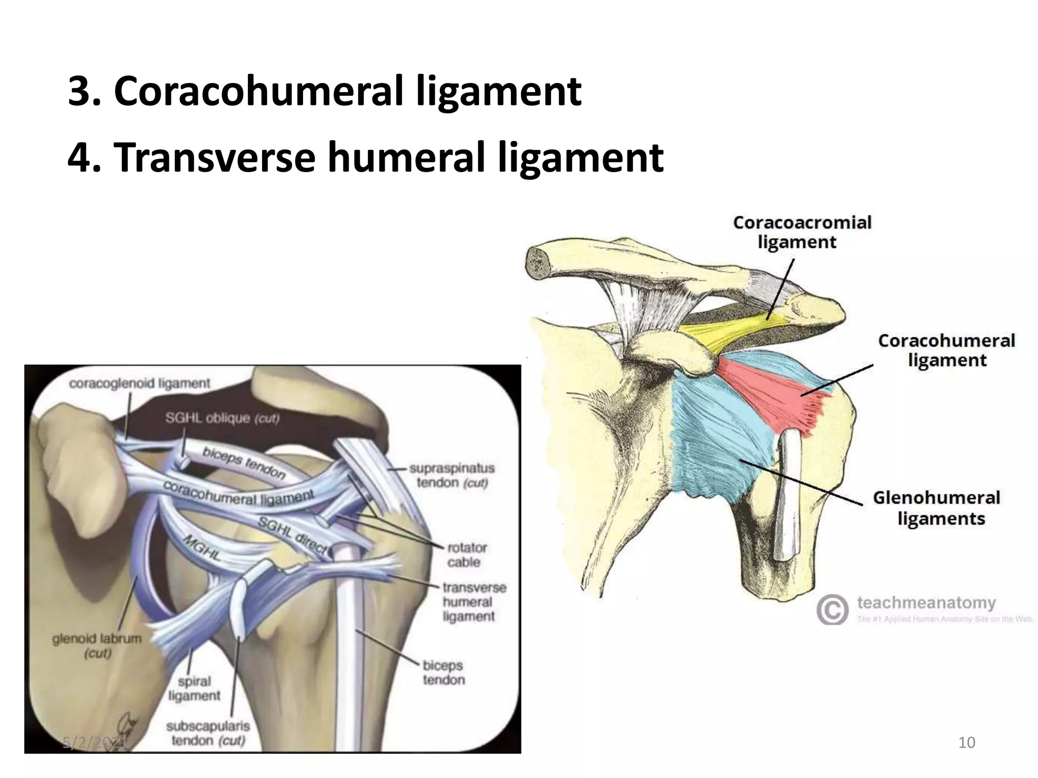 Shoulder joint | PPTX