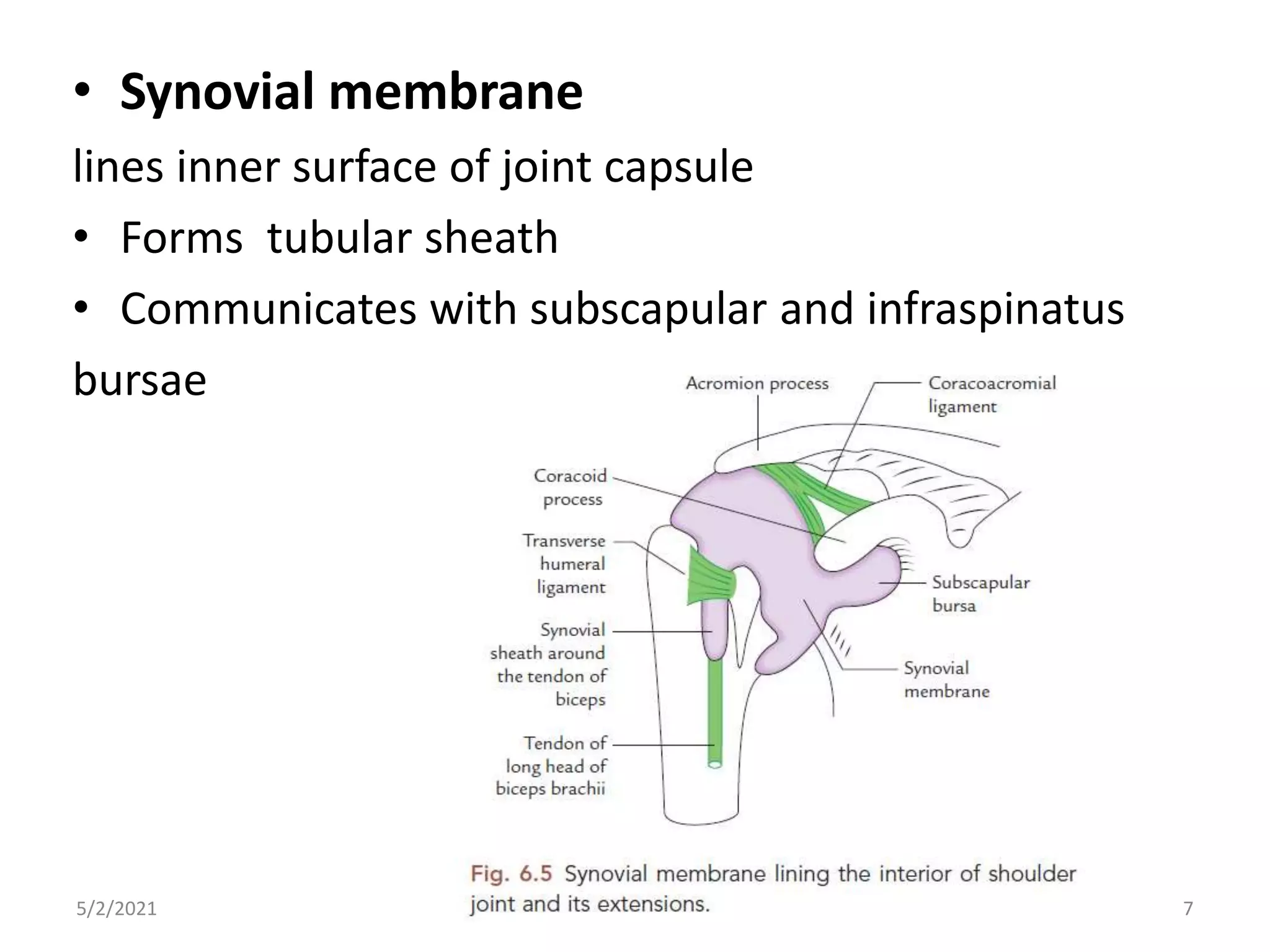 Shoulder joint | PPTX