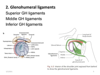Shoulder joint | PPTX | Death, Injury, or Military Conflict | Sensitive ...