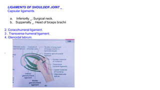 shoulder joint .pptx