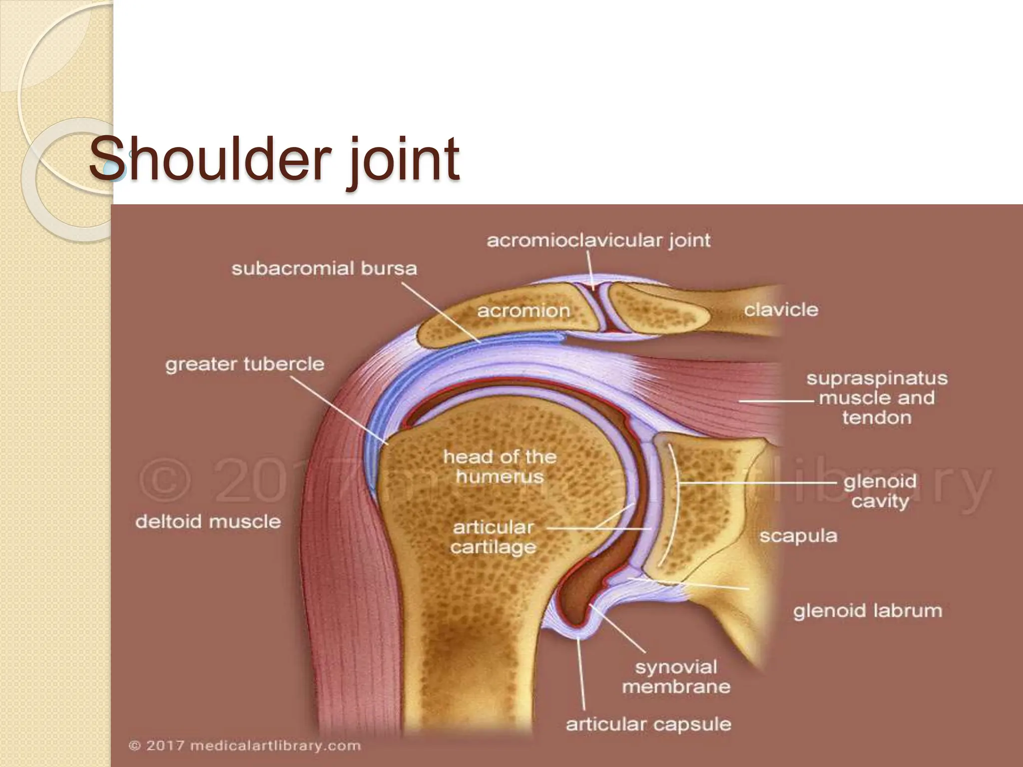 Shoulder joint complex ppt with proper diagram | PPT