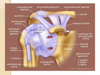 Shoulder joint complex ppt with proper diagram | PPTX