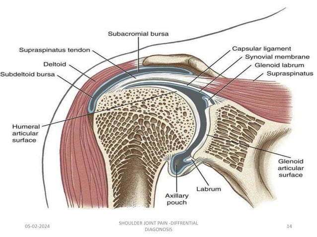 Shoulder Joint - Introduction, Examination,Frozen shoulder # ...
