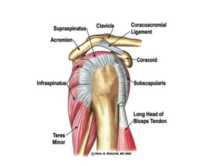 SHOULDER JOINT.pptx allll Enteric nervous system. pptxtumor final ...