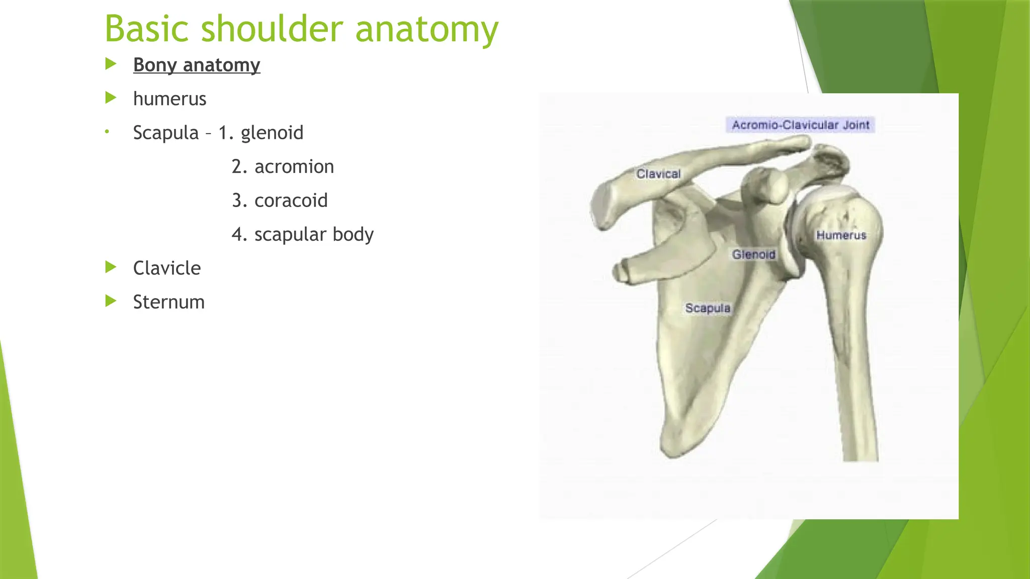 Anatomy And Injury around Shoulder Joint, Orthopaedics | PPTX