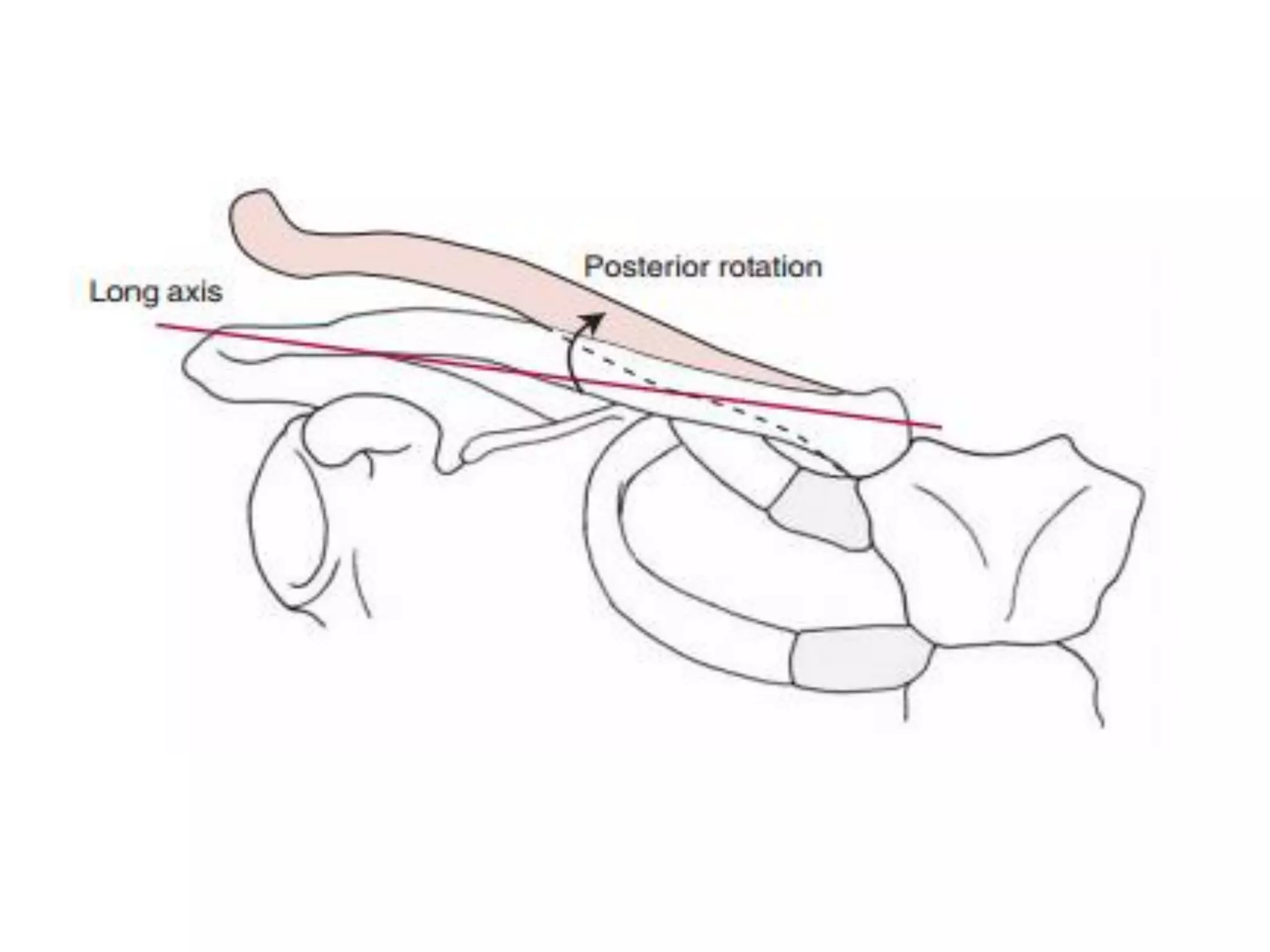 Shoulder joint BIOMECHANICS. | PDF