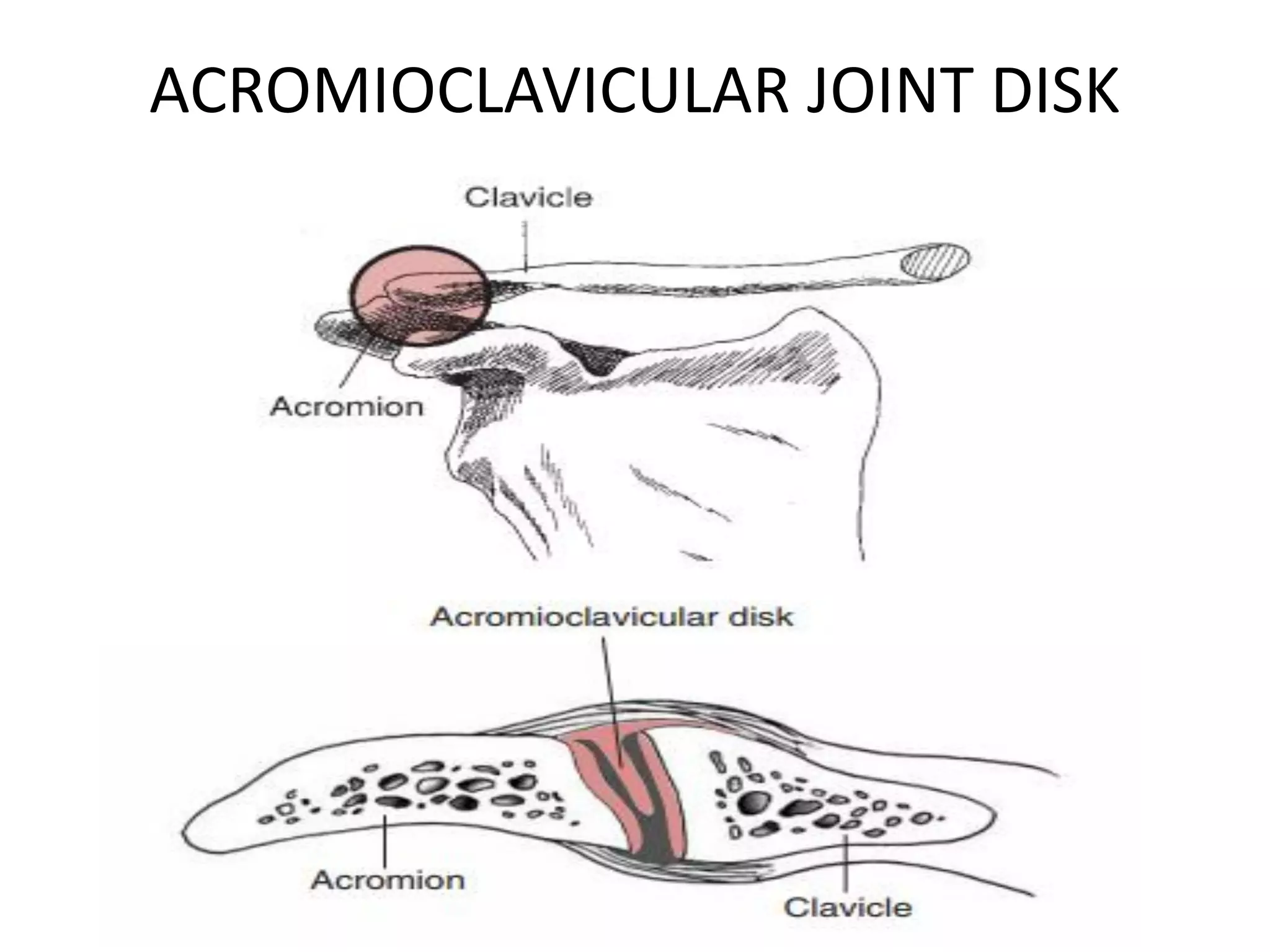 Shoulder joint BIOMECHANICS. | PDF