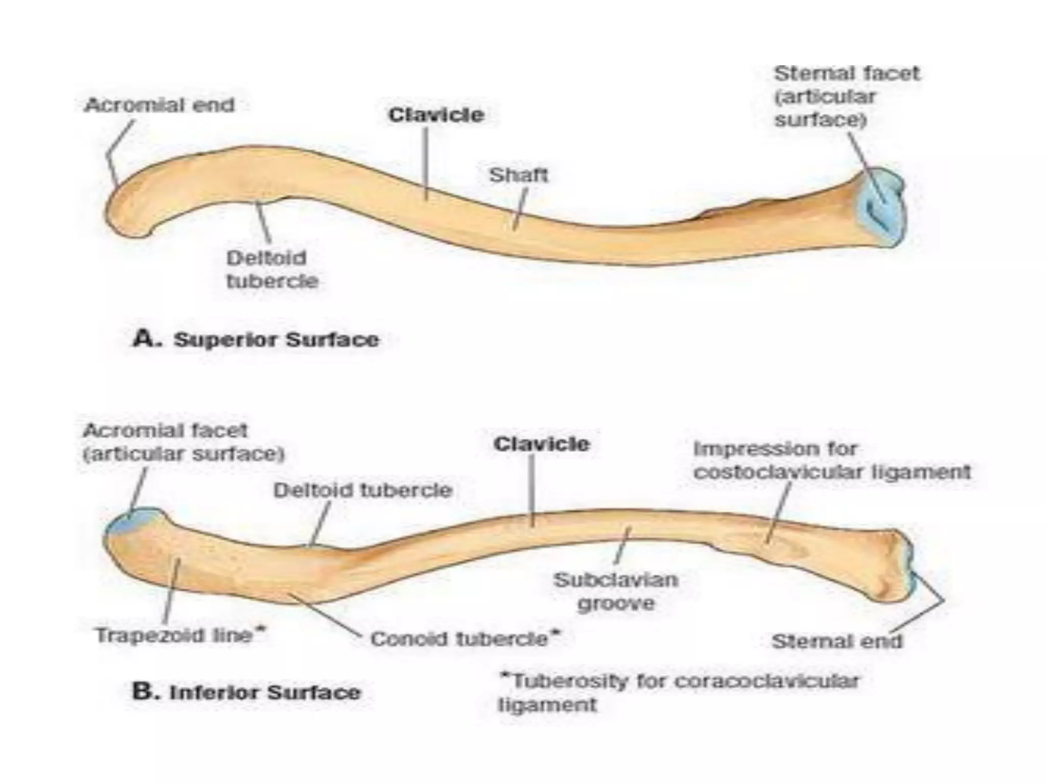 Shoulder joint BIOMECHANICS. | PDF