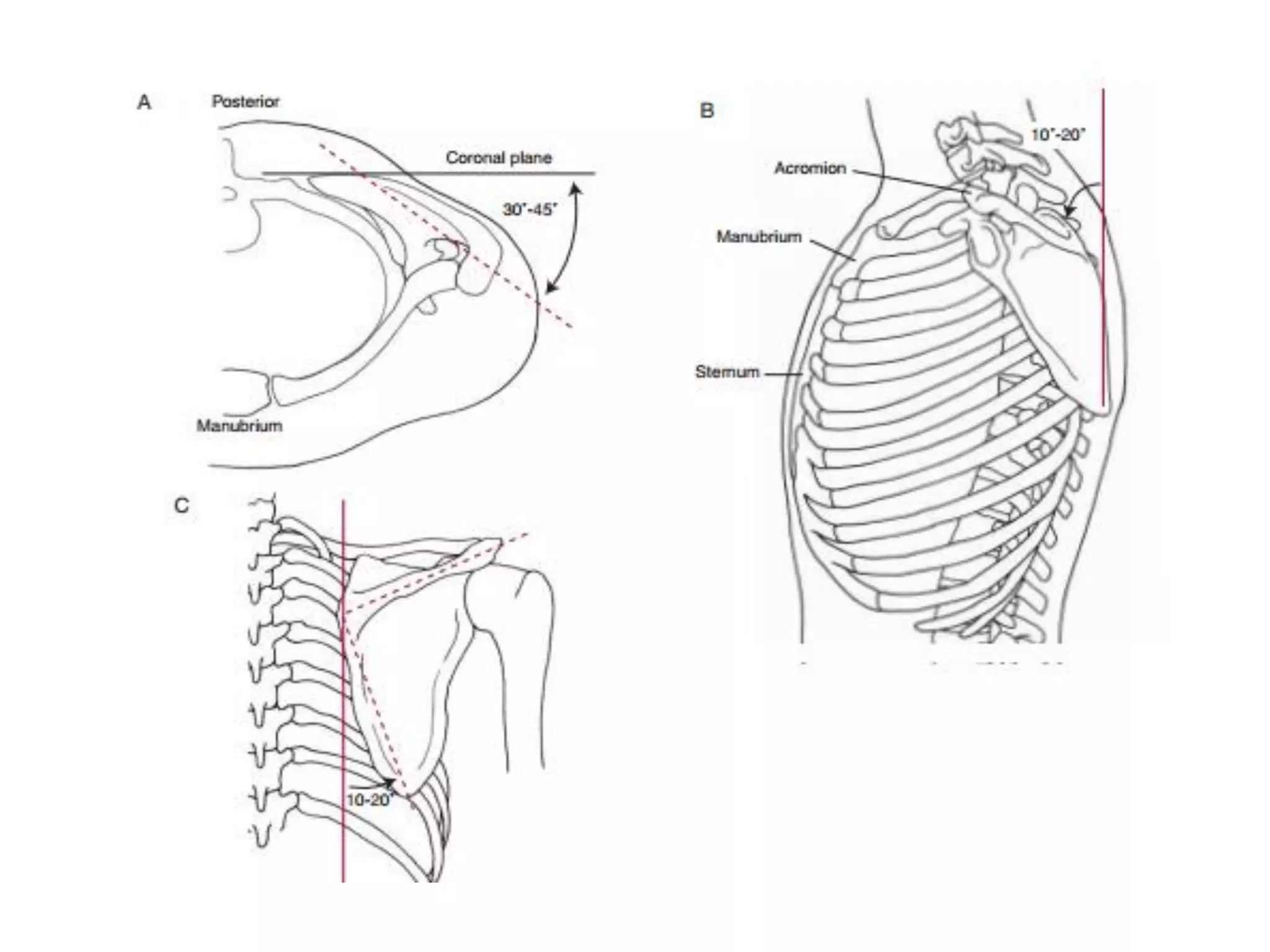 Shoulder joint BIOMECHANICS. | PDF