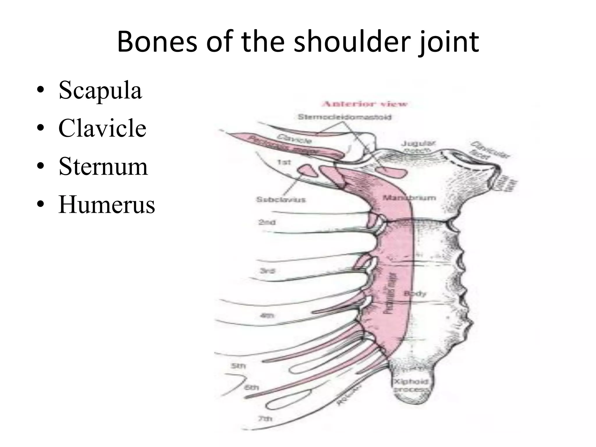 Shoulder joint BIOMECHANICS. | PDF