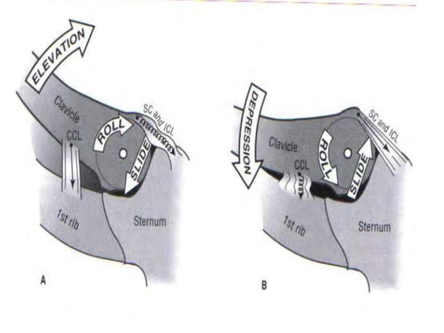 Shoulder joint BIOMECHANICS. | PDF