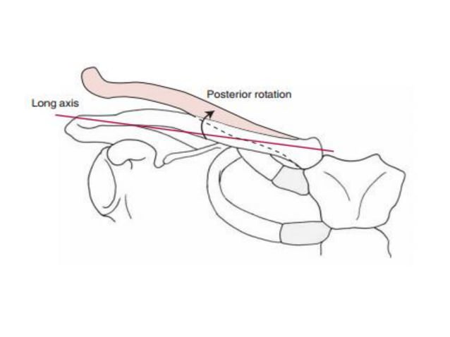 Shoulder joint BIOMECHANICS. | PDF