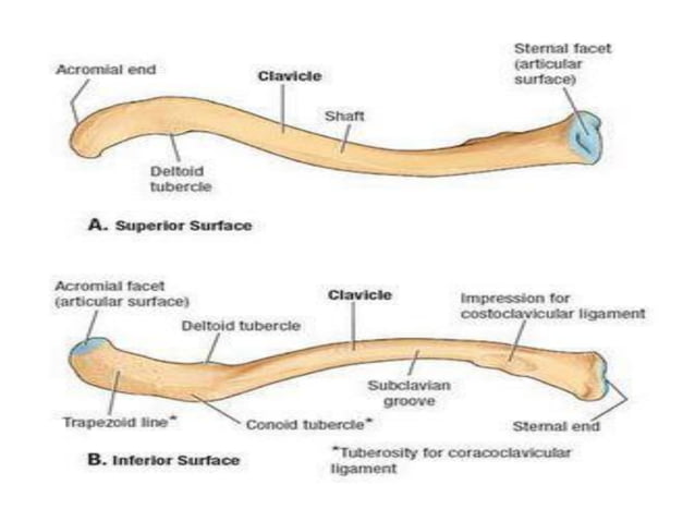 Shoulder joint BIOMECHANICS. | PDF