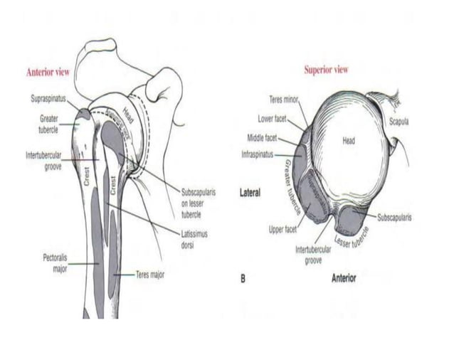 Shoulder joint BIOMECHANICS. | PDF