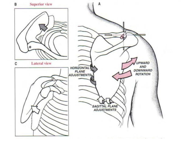 Shoulder joint BIOMECHANICS. | PDF