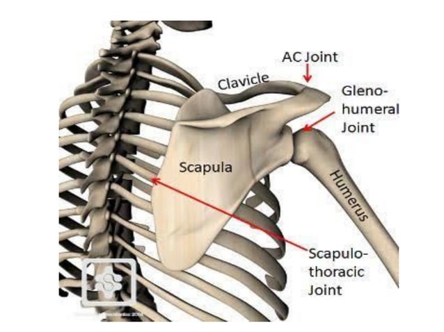 Shoulder joint BIOMECHANICS. | PDF