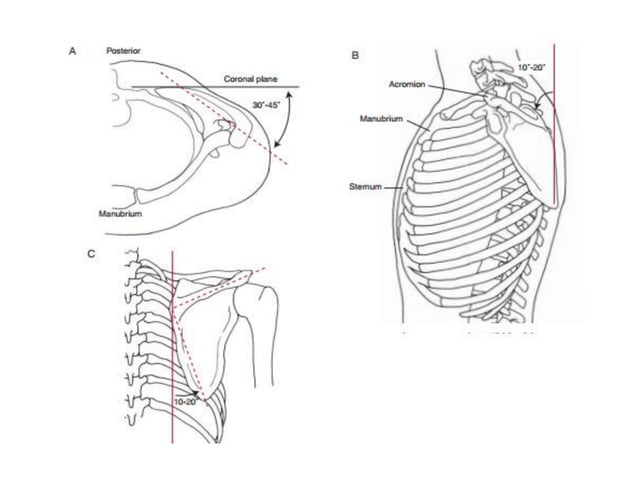 Shoulder joint BIOMECHANICS. | PDF