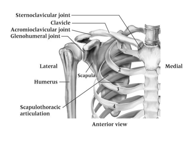 Shoulder joint BIOMECHANICS. | PDF