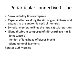 Shoulder joint BIOMECHANICS. | PDF