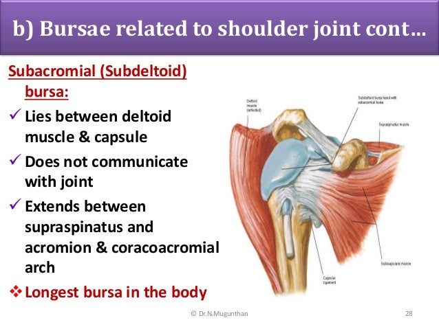 Shoulder joint pdf lecture notes by Dr.N.Mugunthan