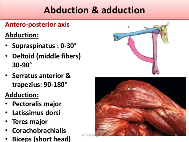 Shoulder joint pdf lecture notes by Dr.N.Mugunthan