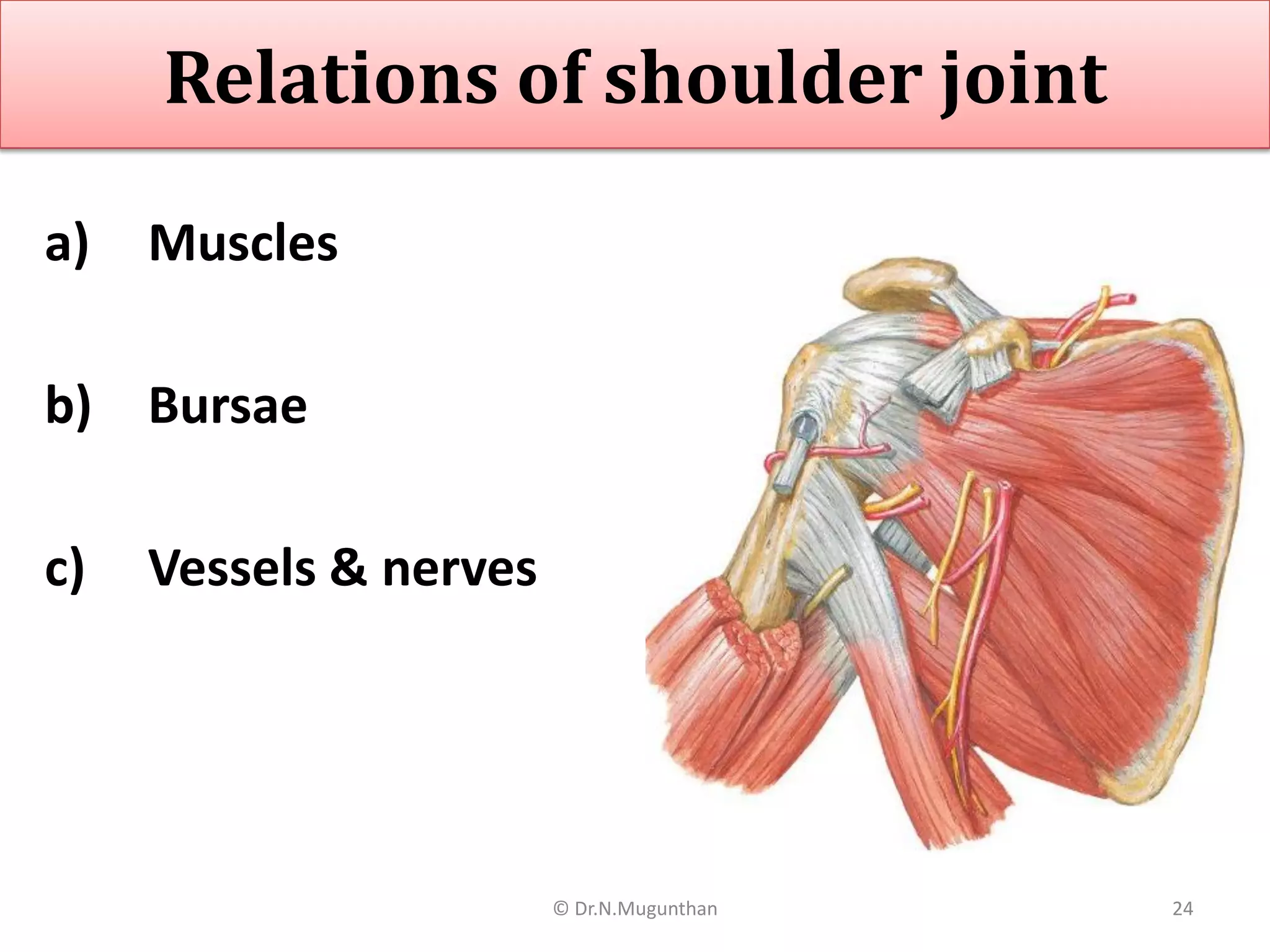 Shoulder Joint -pdf lecture notes Dr.N.Mugunthan.M.S | PDF