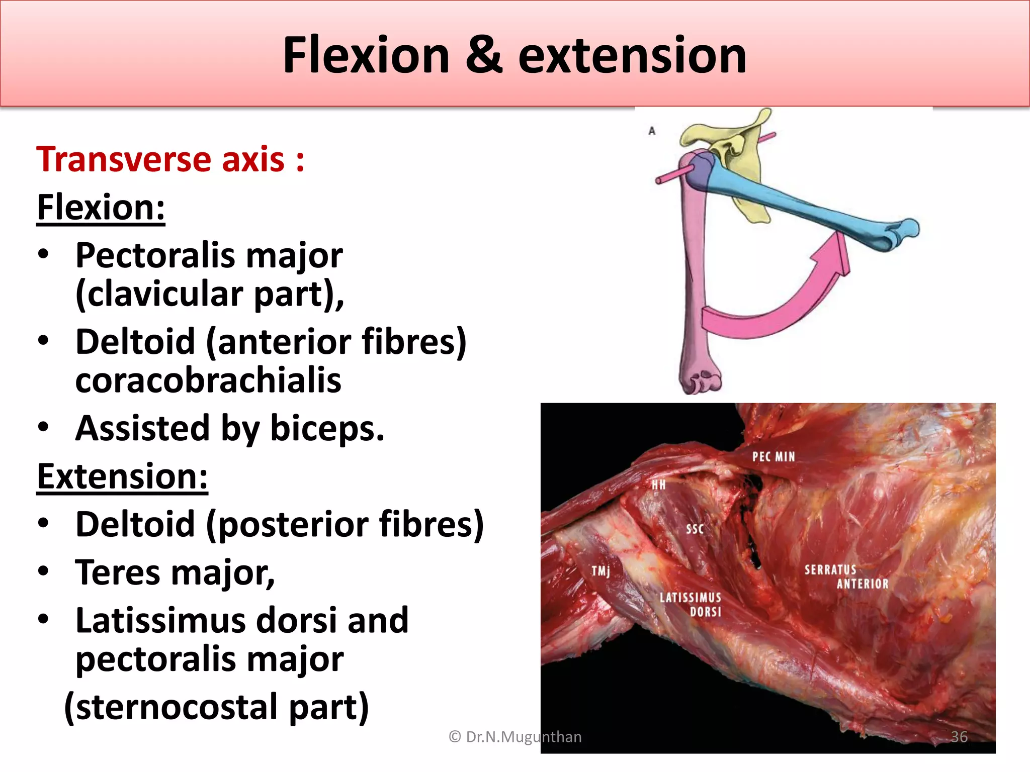 Shoulder Joint -pdf lecture notes Dr.N.Mugunthan.M.S | PDF