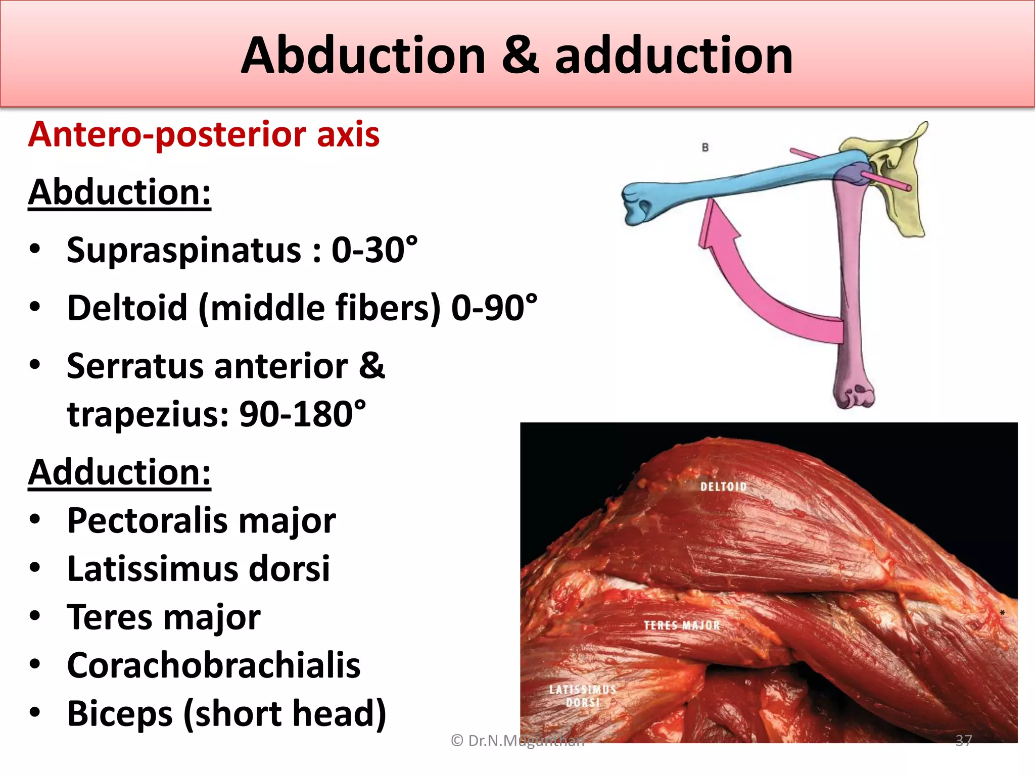 Shoulder Joint -pdf lecture notes Dr.N.Mugunthan.M.S | PDF