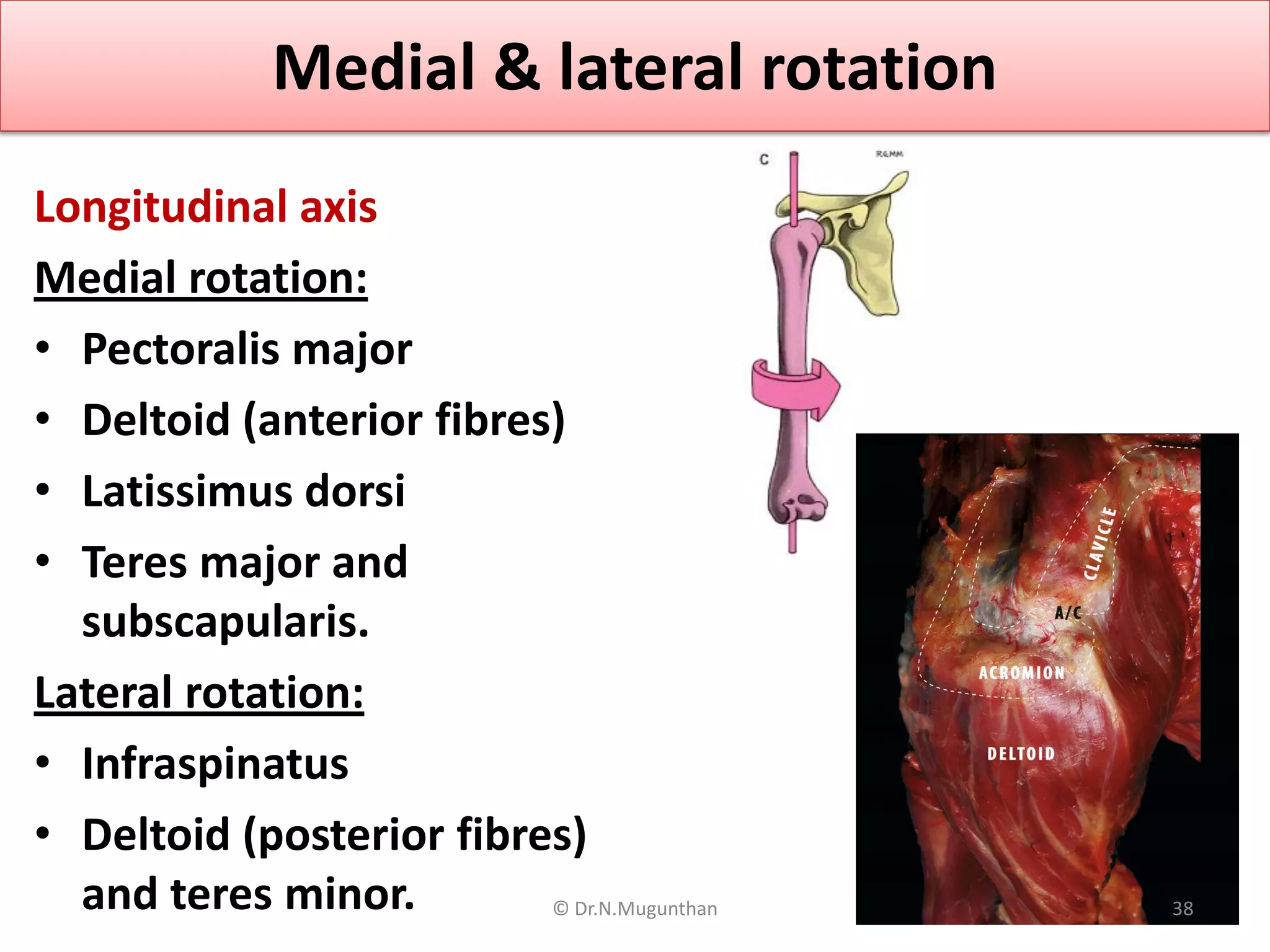 Shoulder Joint -pdf lecture notes Dr.N.Mugunthan.M.S | PDF