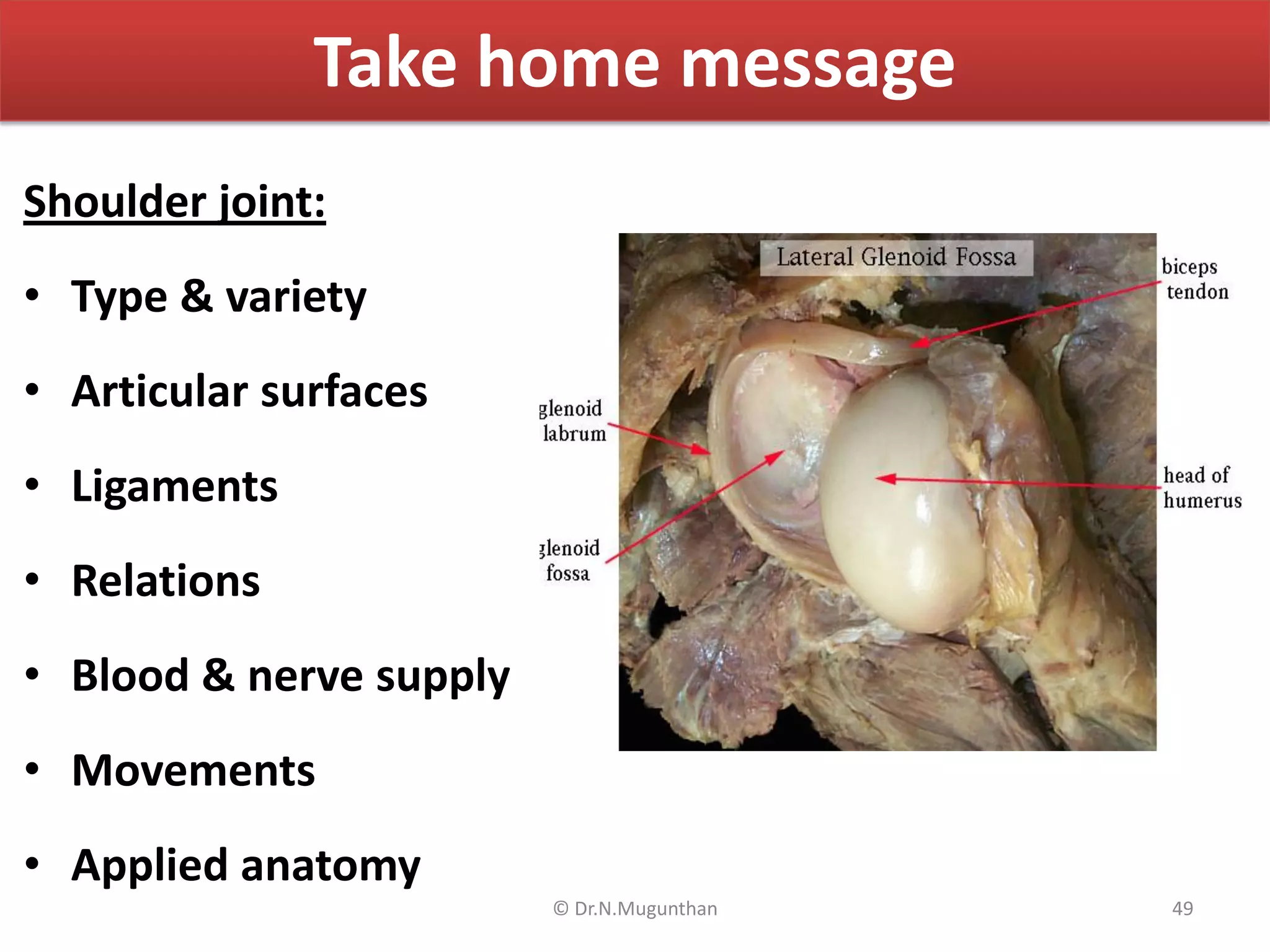 Shoulder Joint -pdf lecture notes Dr.N.Mugunthan.M.S | PDF