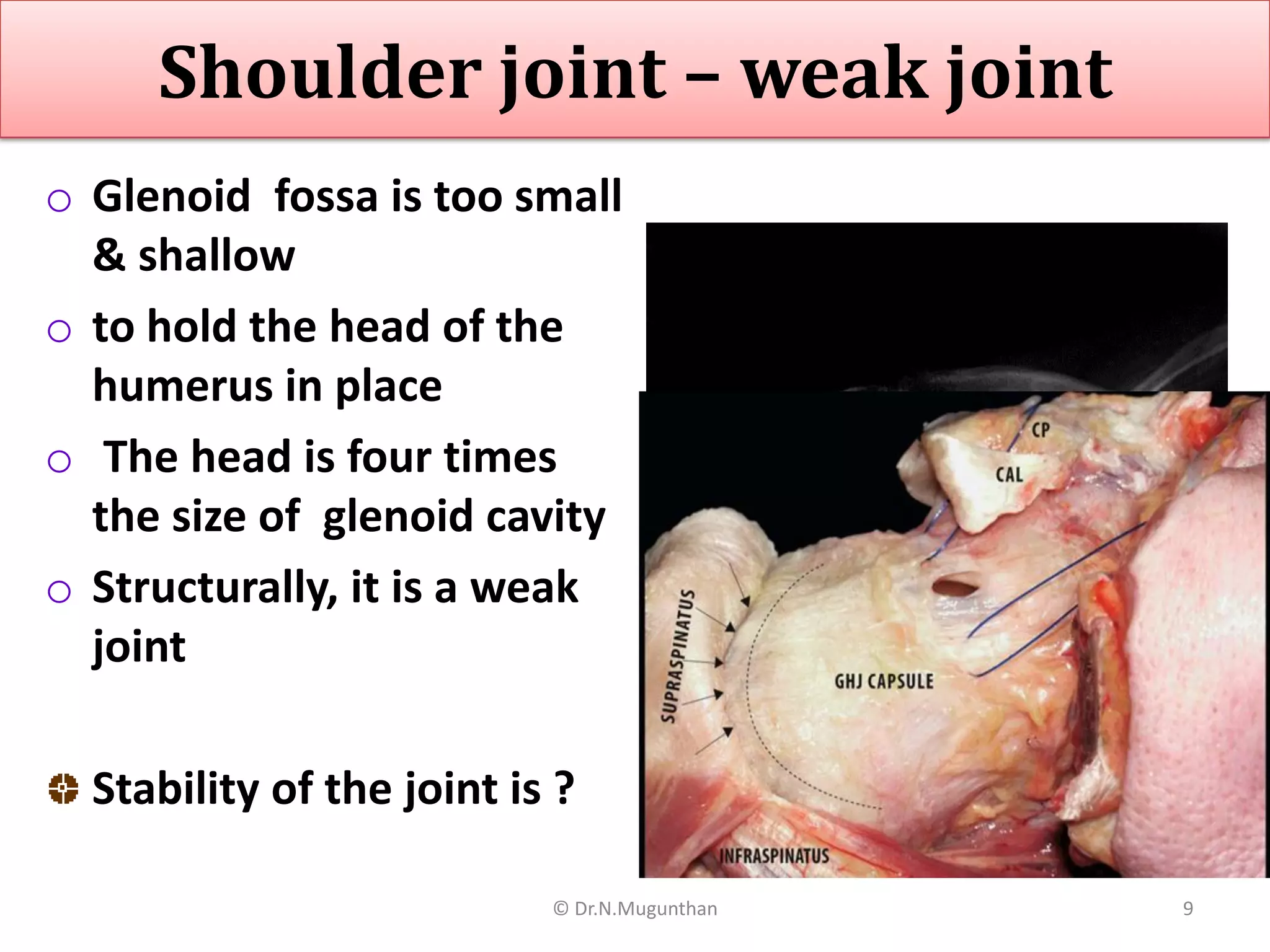 Shoulder Joint -pdf lecture notes Dr.N.Mugunthan.M.S | PDF