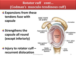 Shoulder Joint -pdf lecture notes Dr.N.Mugunthan.M.S | PDF