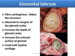 Shoulder Joint -pdf lecture notes Dr.N.Mugunthan.M.S | PDF