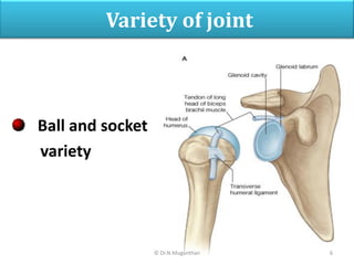 Shoulder Joint -pdf lecture notes Dr.N.Mugunthan.M.S | PDF