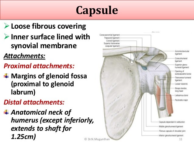 Shoulder Joint -pdf lecture notes Dr.N.Mugunthan.M.S